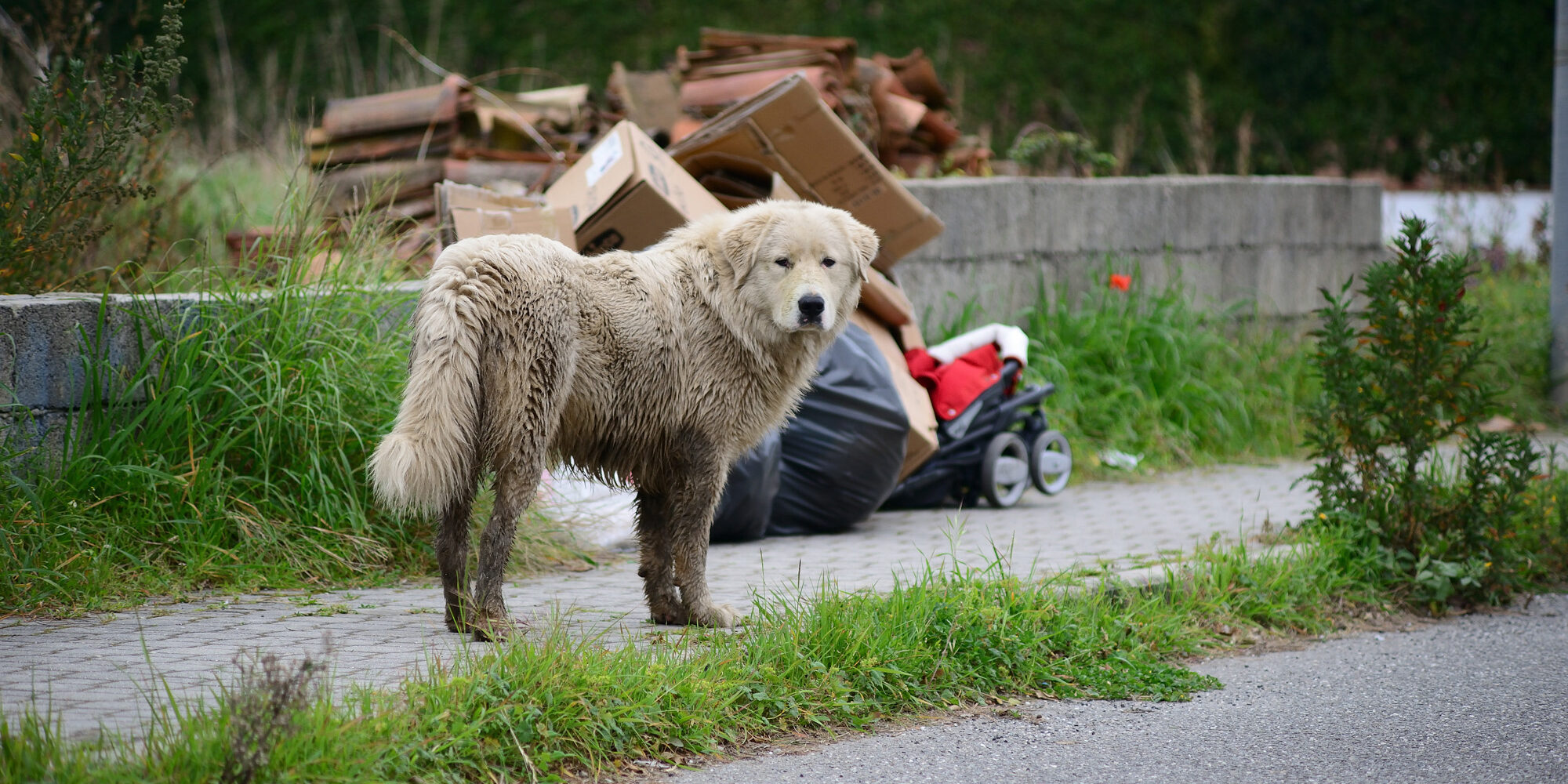 Al via "Save the dogs"il progetto contro il randagismo in Calabria ...