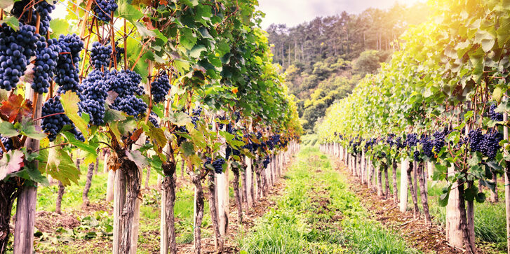 «Il vigneto più alto d’Europa»