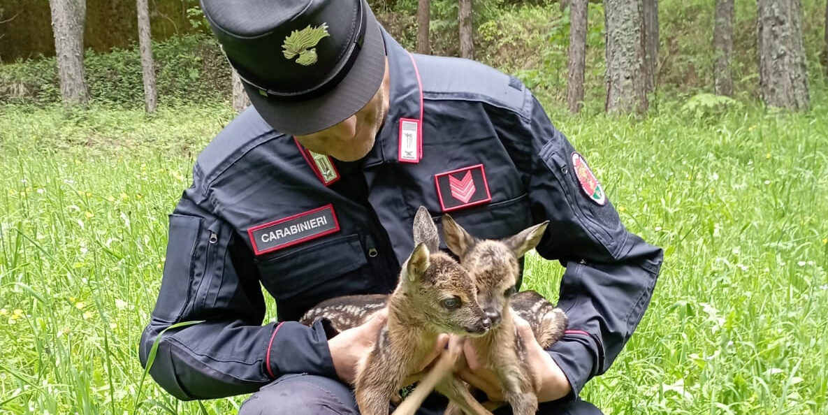 Neonati di capriolo "rifugiati" nel centro visita di Cupone