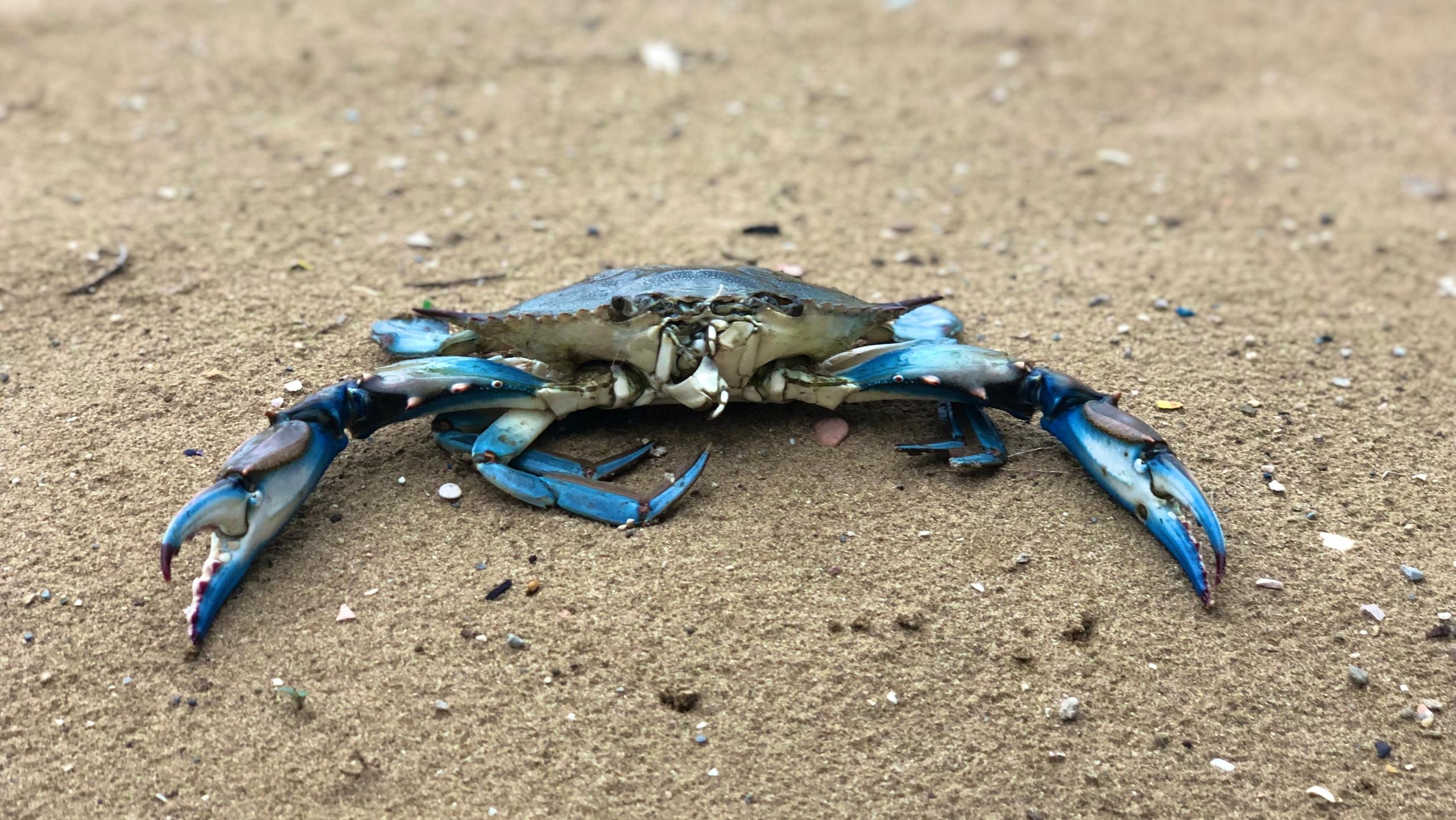 Non solo granchio blu, con il caldo è allarme specie aliene