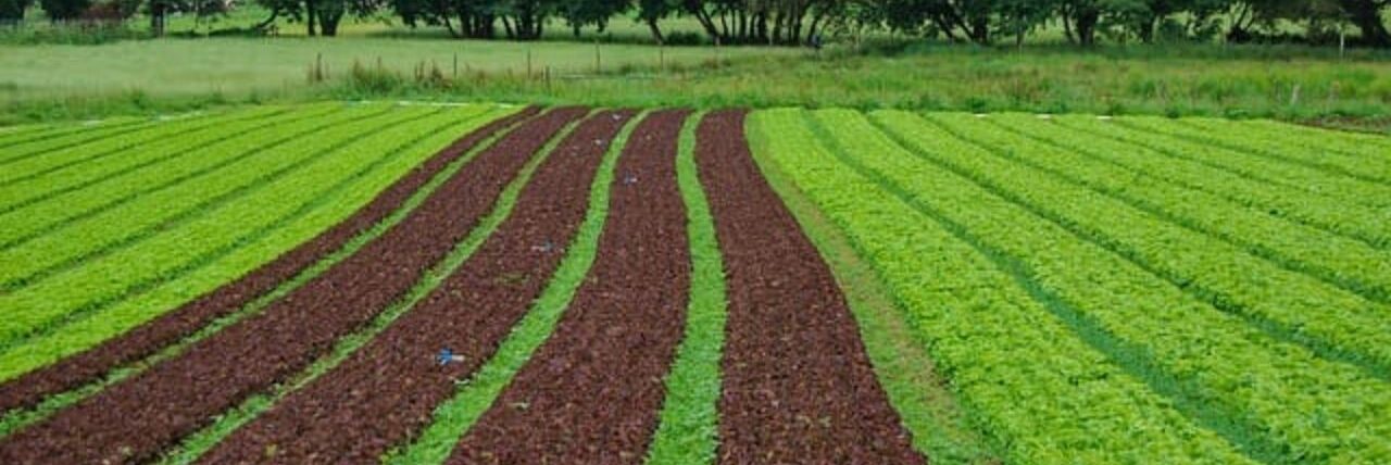 Giornata mondiale del suolo, Confagricoltura: «Preservare i terreni ...