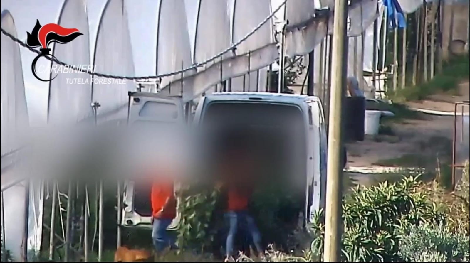 Il giro di droga nella Piana gestito da "Zi Micu" Alvaro: 6 condanne in ...